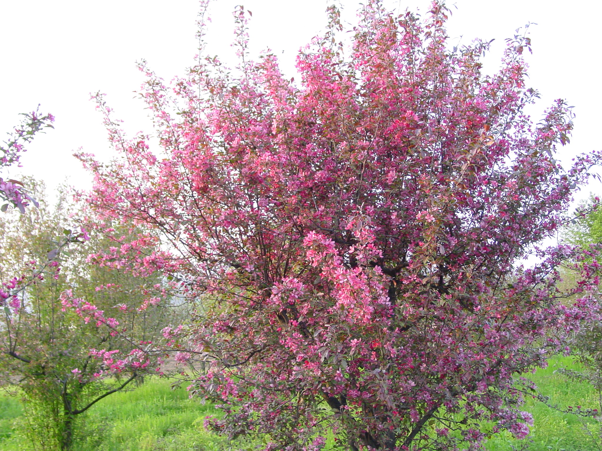 MALUS x HOPA - Il Giardino Azienda Floricola