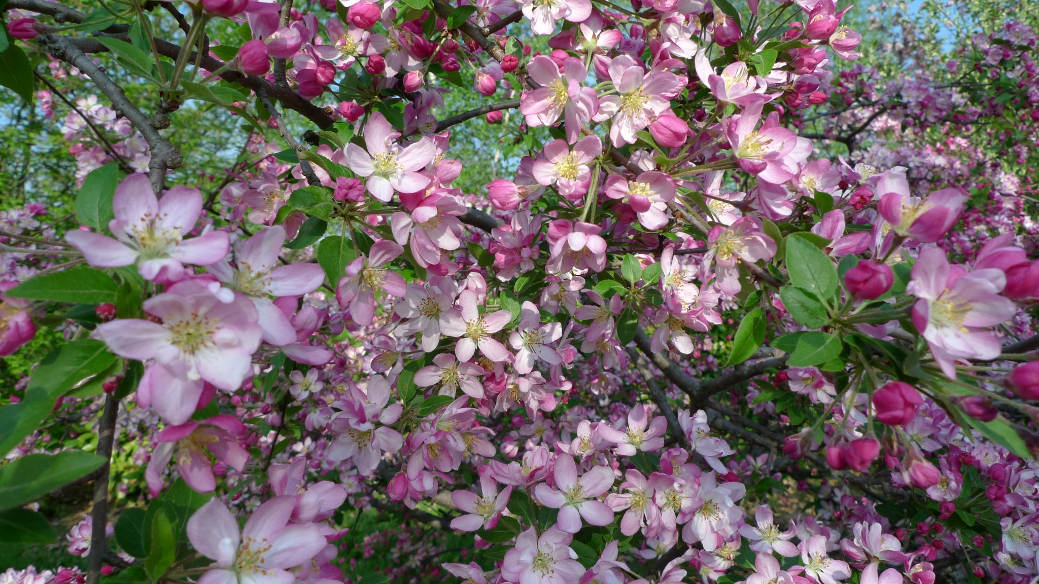 MALUS x HOPA - Il Giardino Azienda Floricola