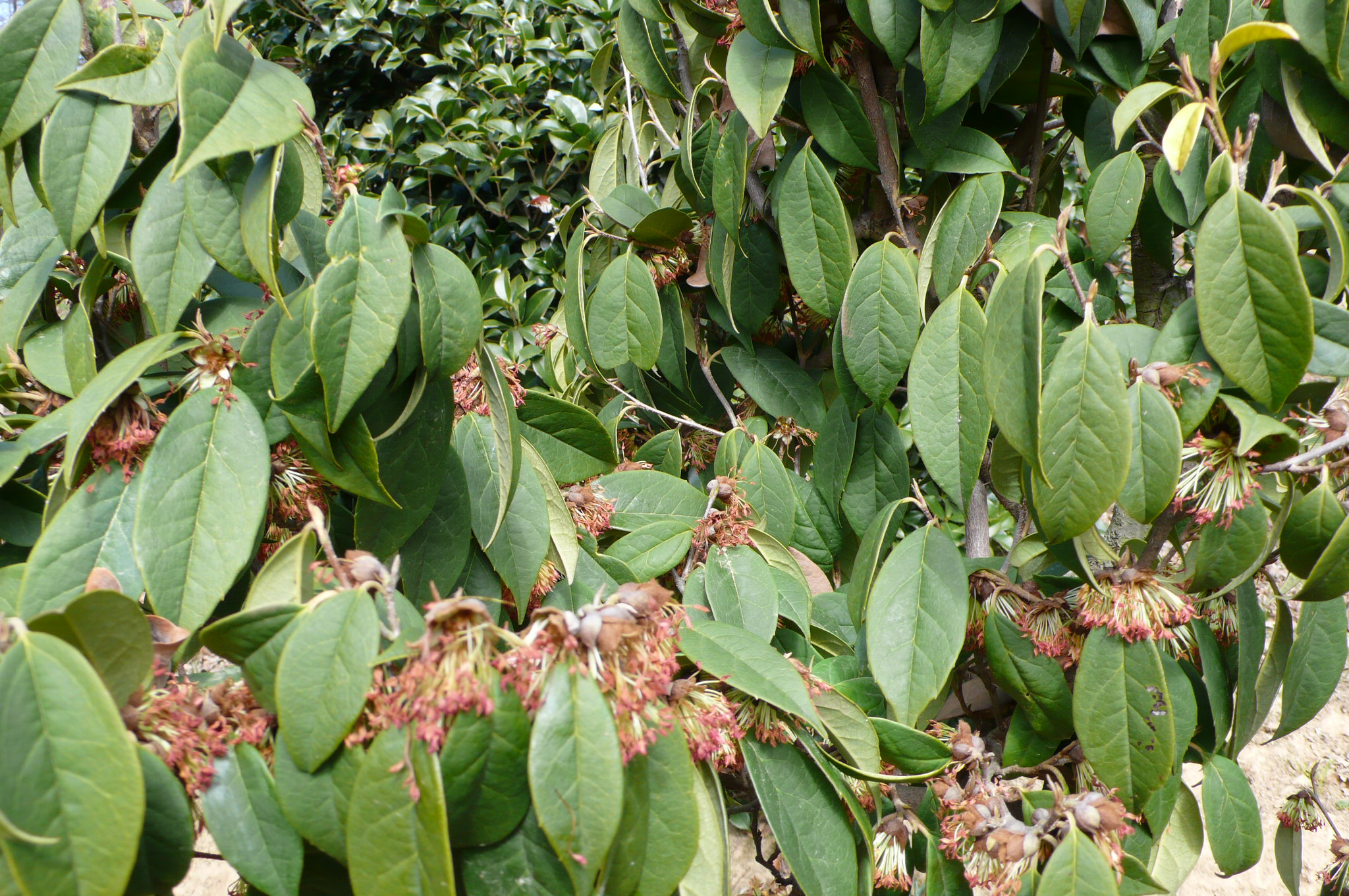 SYCOPSIS SINENSIS - Il Giardino Azienda Floricola
