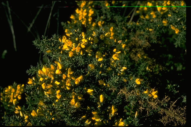 ULEX EUROPAEUS - Il Giardino Azienda Floricola