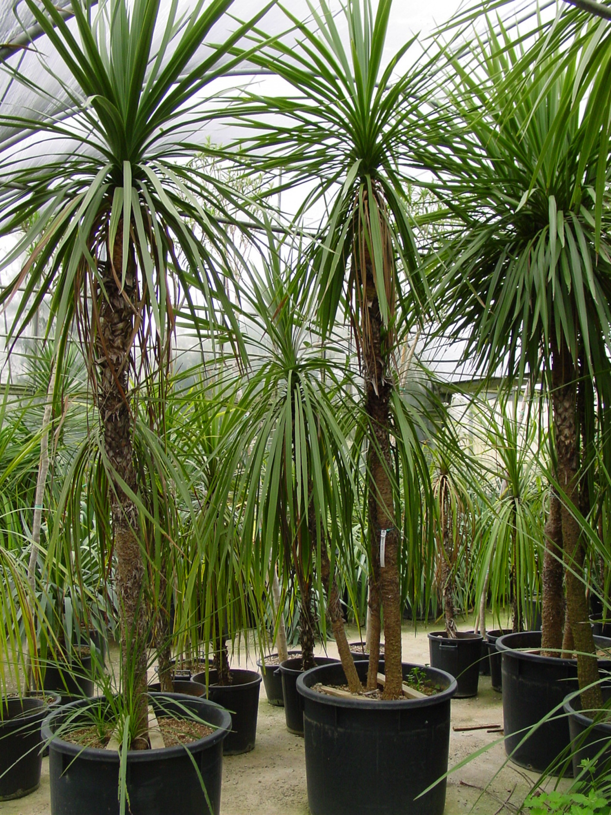 DRACAENA INDIVISA - Il Giardino Azienda Floricola