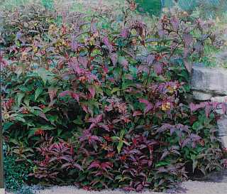 DIERVILLA RIVULARIS TROJA BLACK - Il Giardino Azienda Floricola