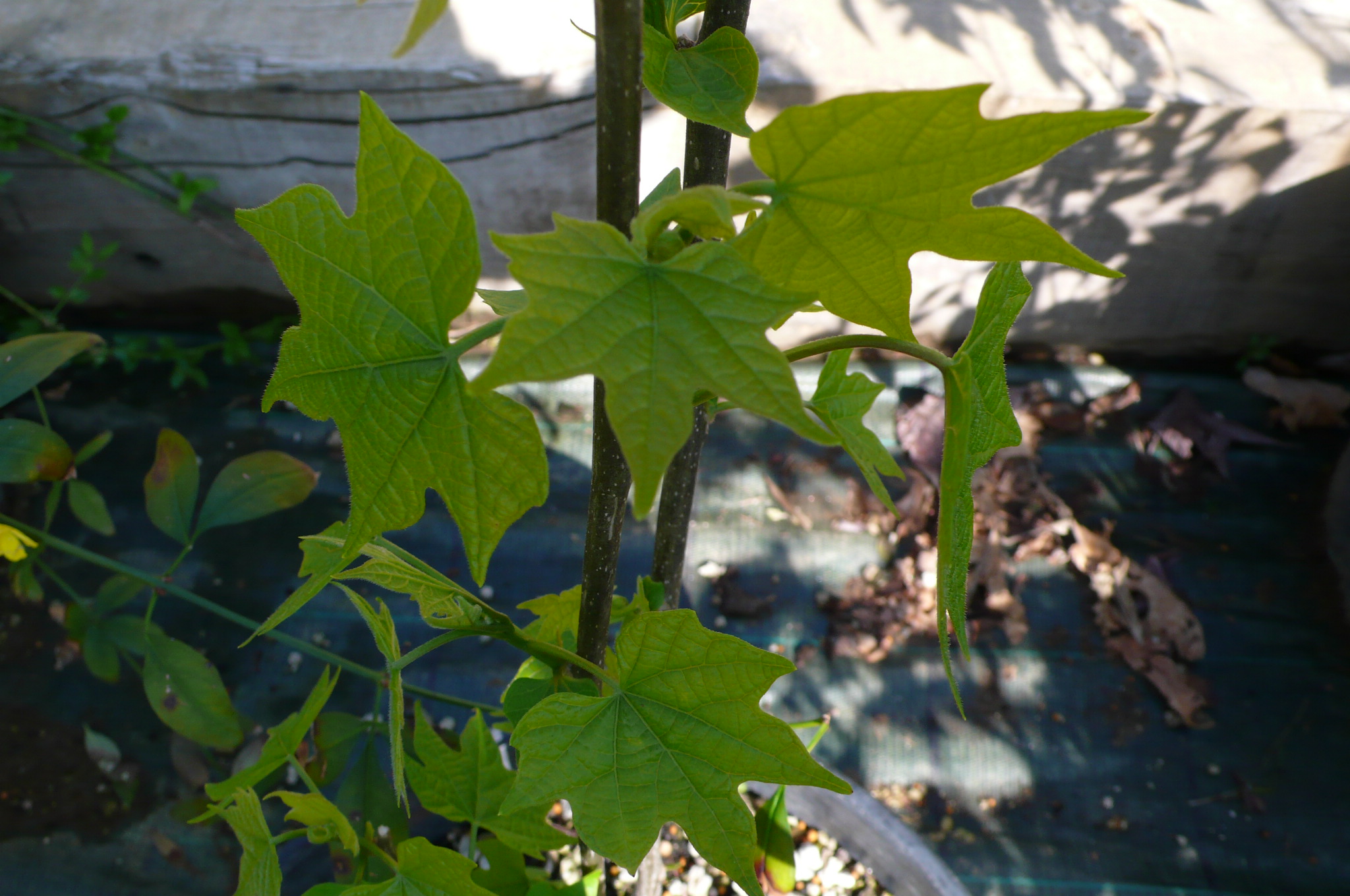 ALANGIUM PLATANIFOLIUM - Il Giardino Azienda Floricola