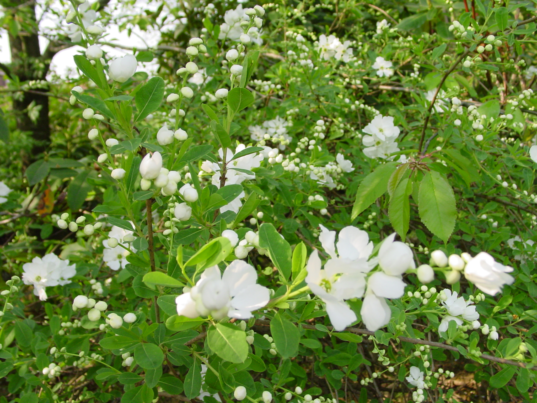 EXOCHORDA x MACRANTHA THE BRIDE - Il Giardino Azienda Floricola