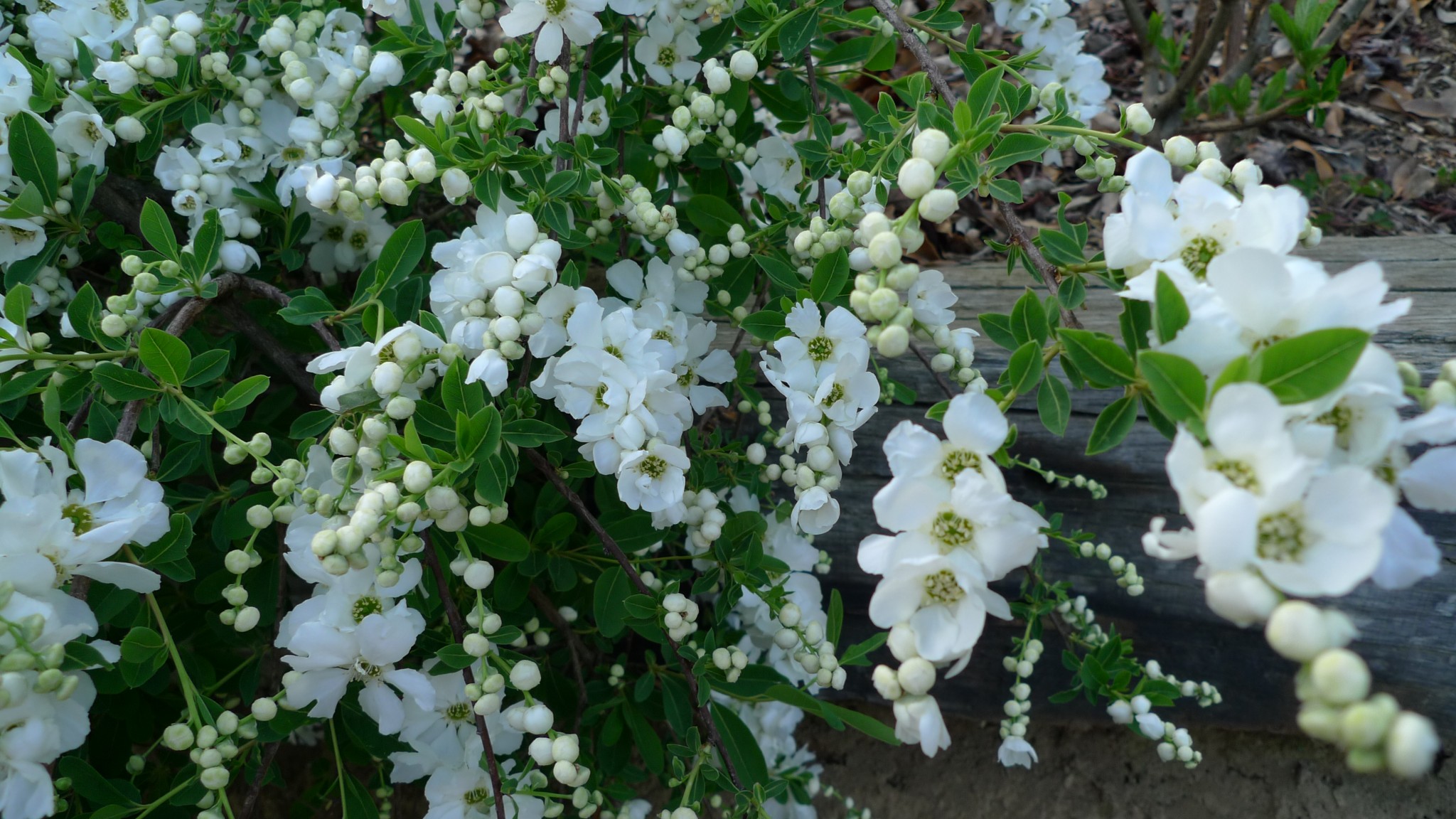 EXOCHORDA x MACRANTHA THE BRIDE - Il Giardino Azienda Floricola